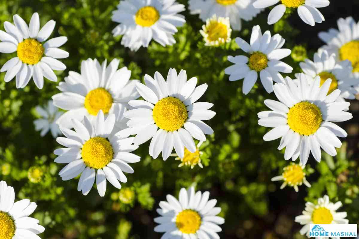 26 Perennial Flowers for a Low-Maintenance Garden