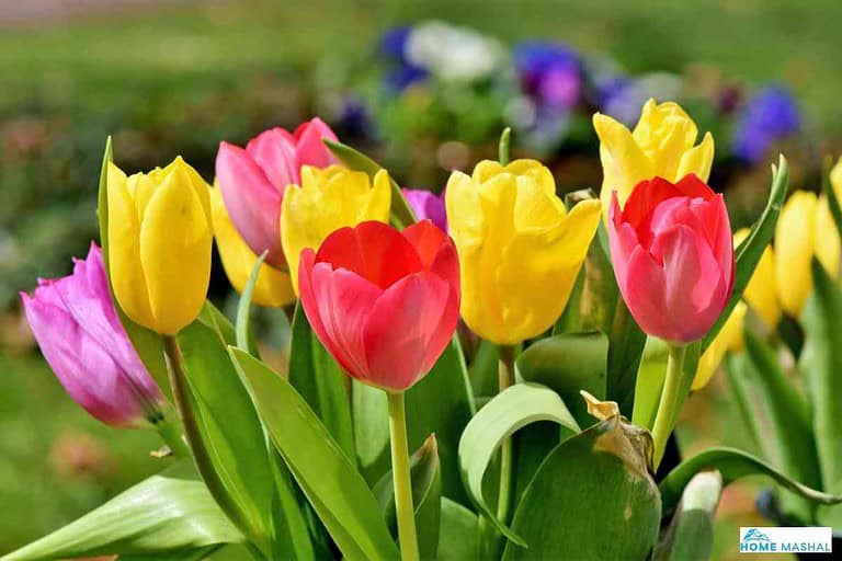 21 Beautiful Traditional Italian Flowers (+ Image)