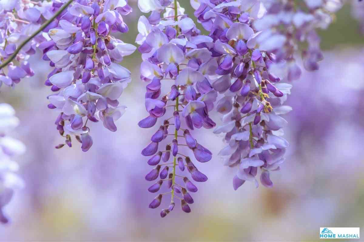 21 Beautiful Traditional Italian Flowers (+ Image)